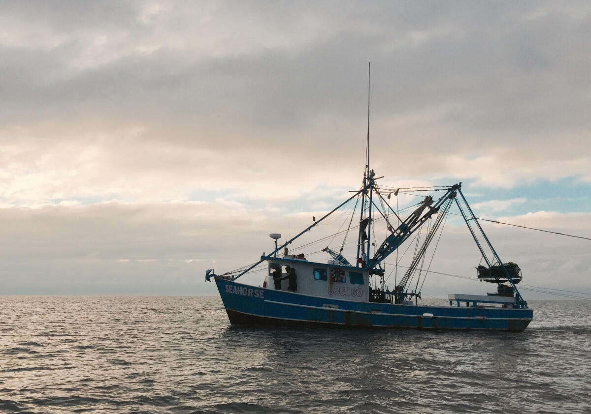 Disco Shrimp Company